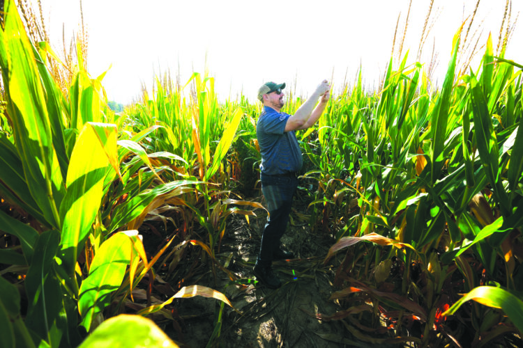 ‘Short corn’ could replace the towering cornfields that have been hit ...